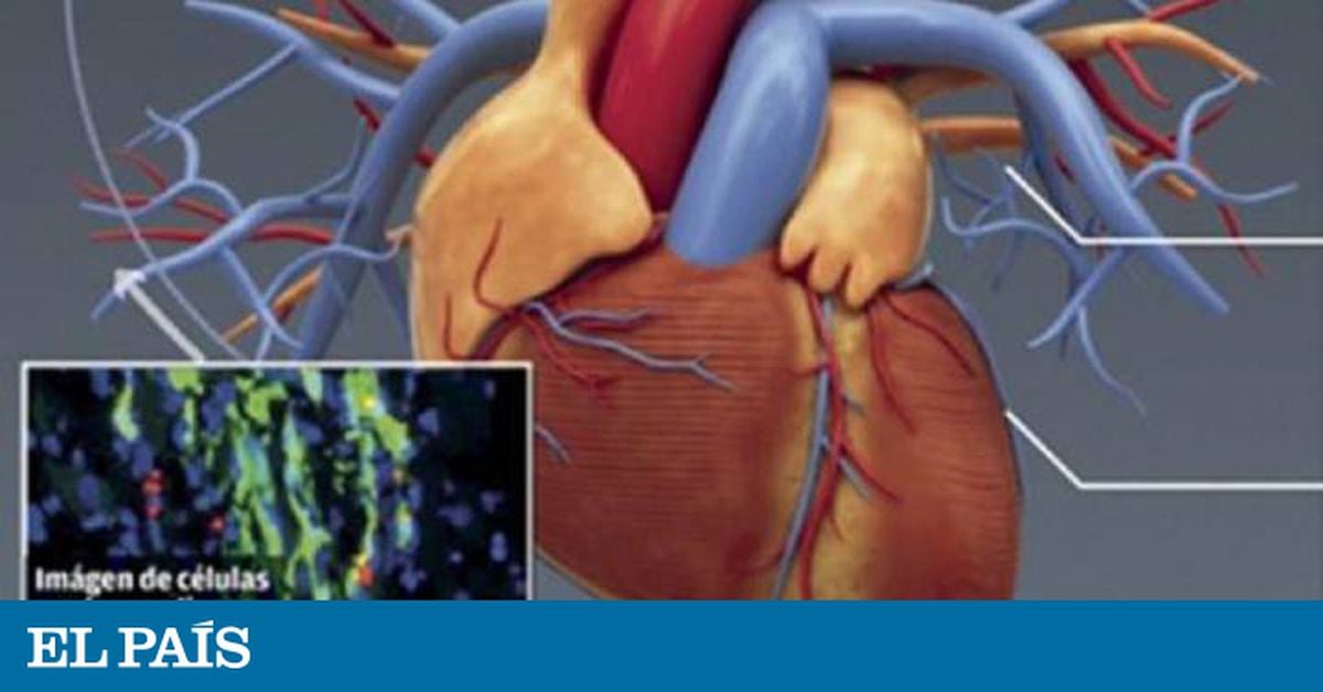 Descubierta la clave para “educar” a las células del corazón | Ciencia ...