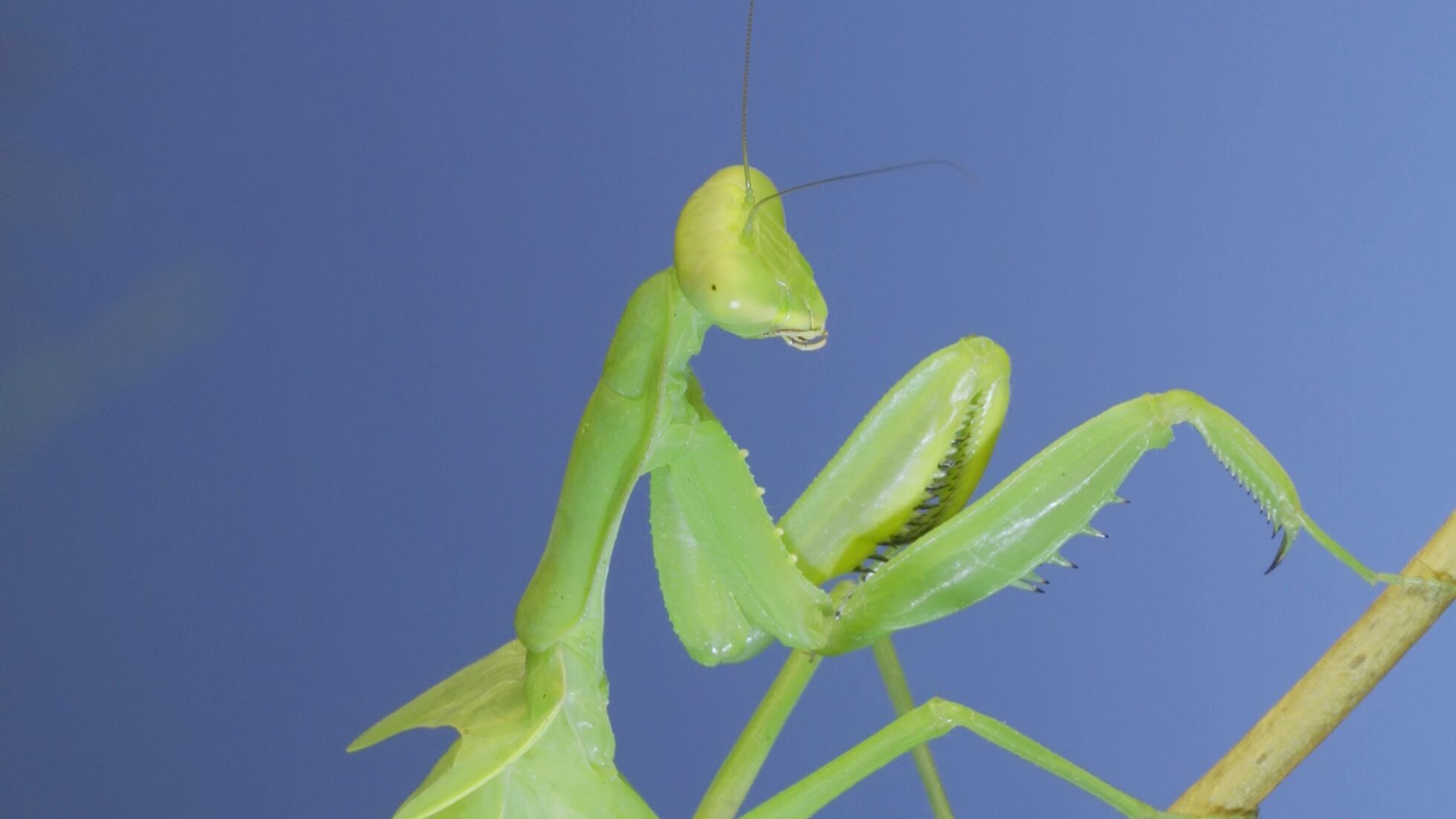 Cuando la naturaleza premia el canibalismo | Ciencia | EL PAÍS