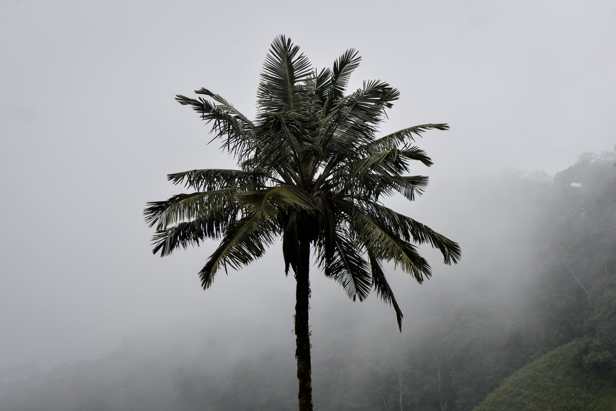 La lucha por la conservación de la palma de cera, el árbol nacional de ...
