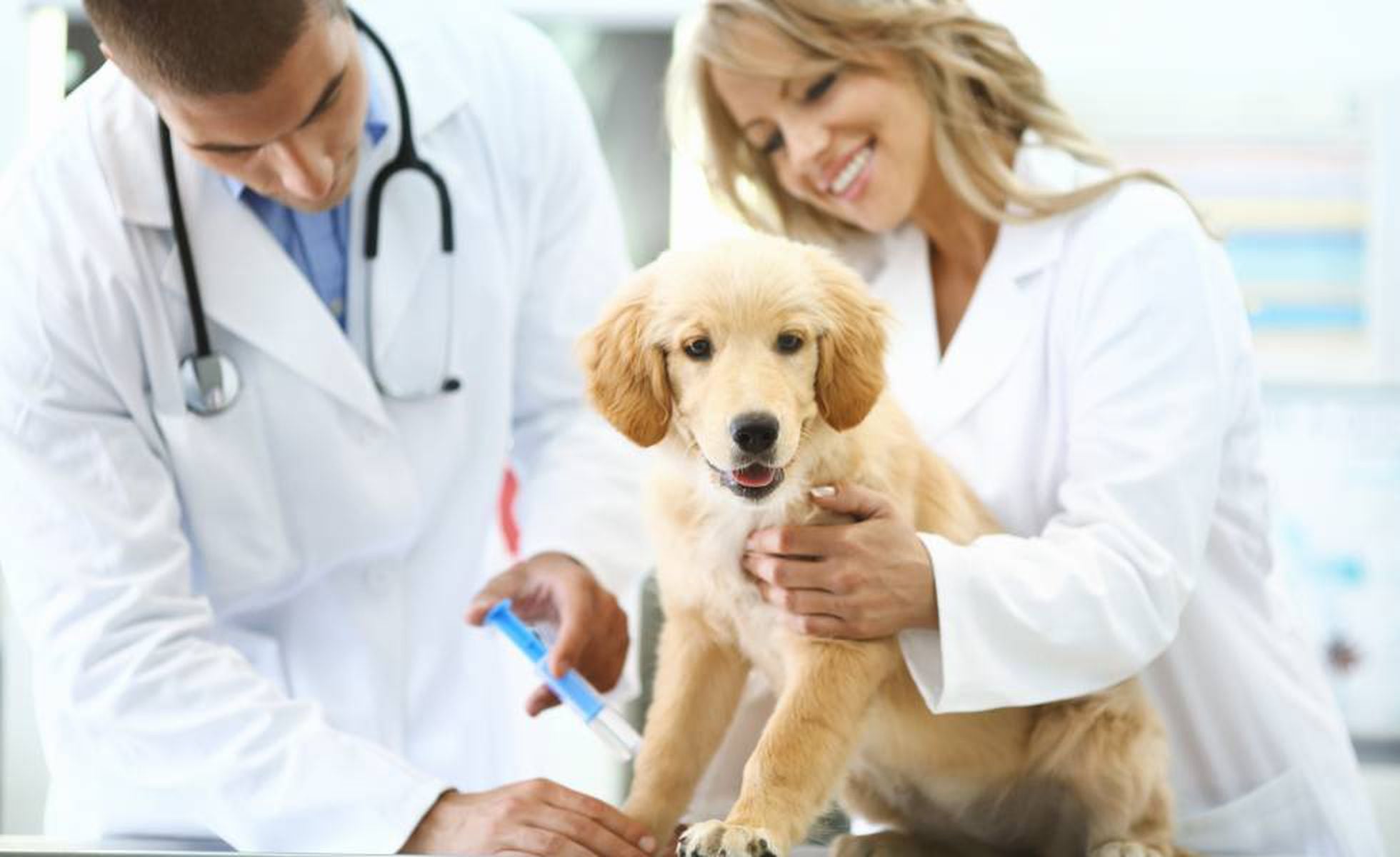 Gestorvet Veterinario