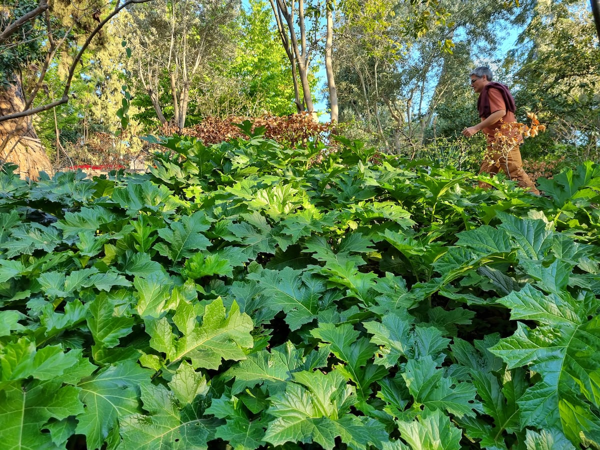 El exuberante acanto, la planta que une la botánica, la arquitectura y ...
