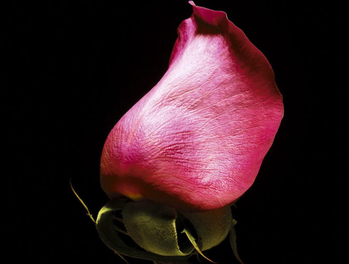 Claves para conseguir una piel tersa como una rosa | Belleza | S Moda ...