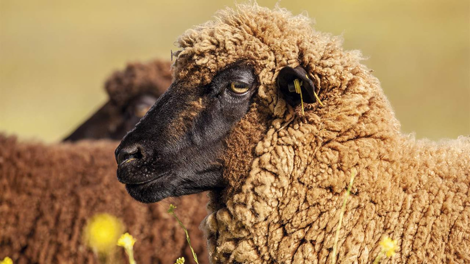 Aventura entre ovejas en busca de las raíces familiares y la esencia de ...