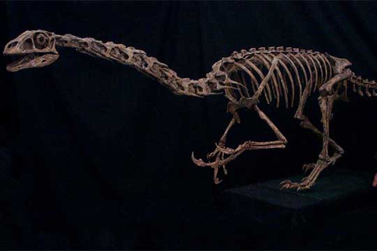 El dinosaurio 'falcarius', el eslabón entre carnívoros y herbívoros ...