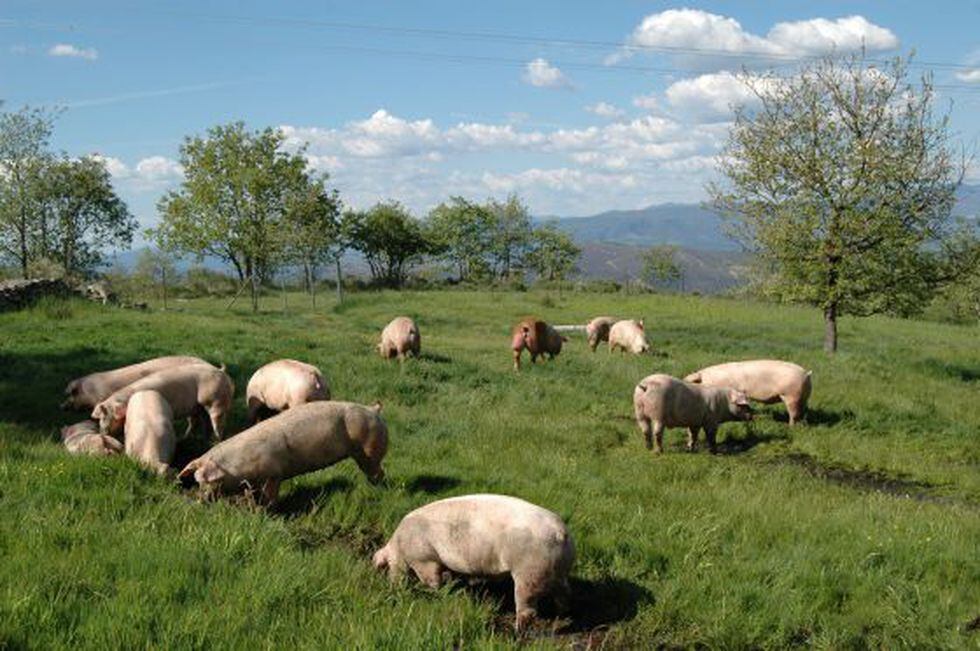 Cruce de cerdos | Economía | EL PAÍS