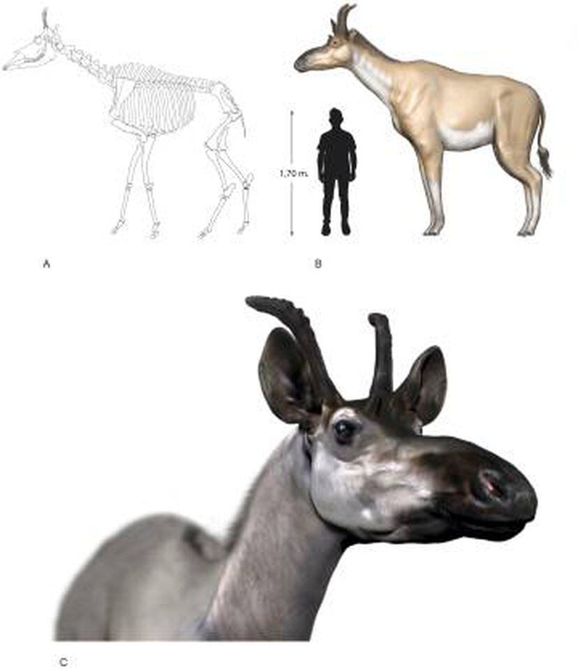 Hallan en Madrid los fósiles de la jirafa gigante de cuatro ‘cuernos ...