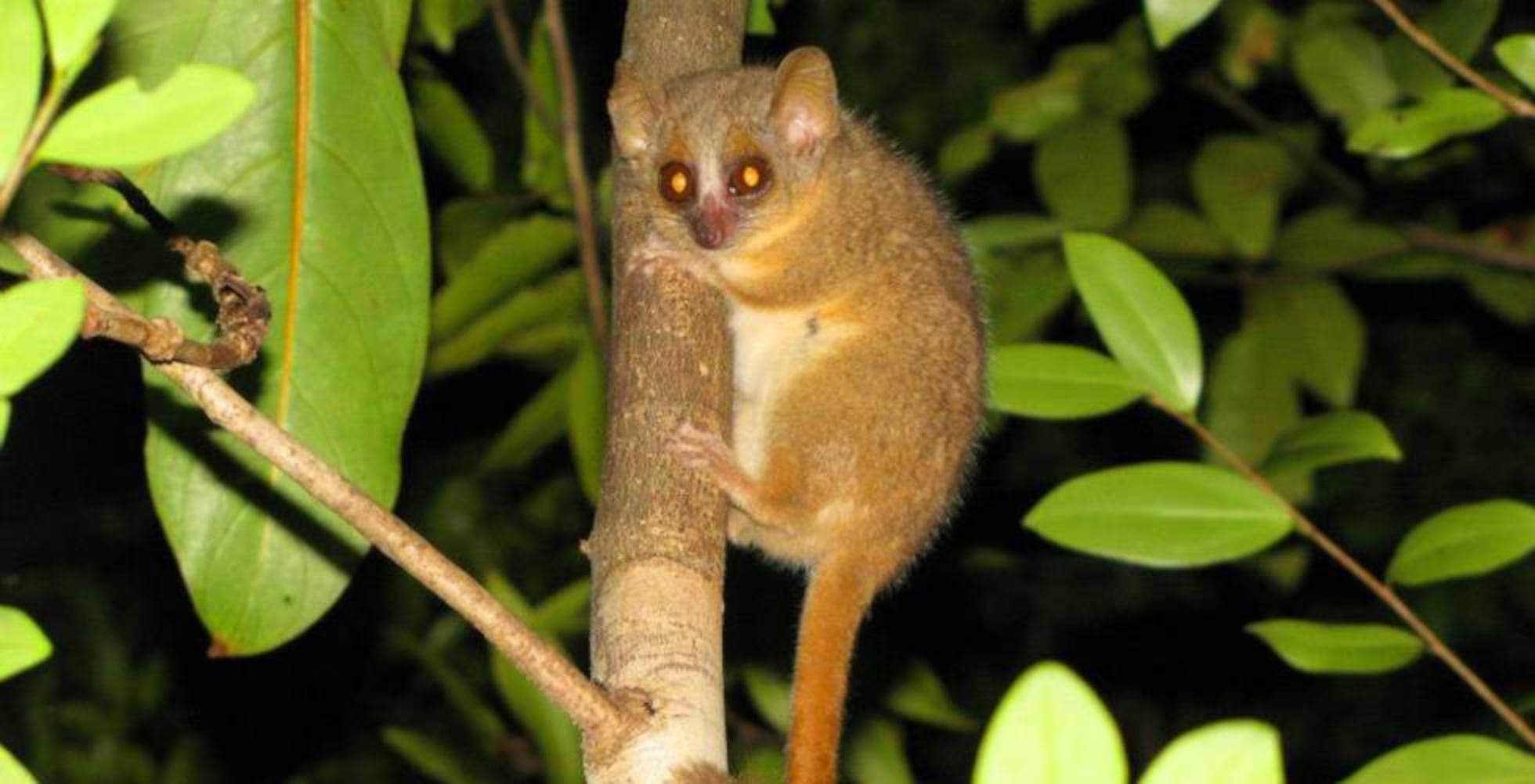 Descubiertas tres nuevas especies de lémures ratón en Madagascar ...
