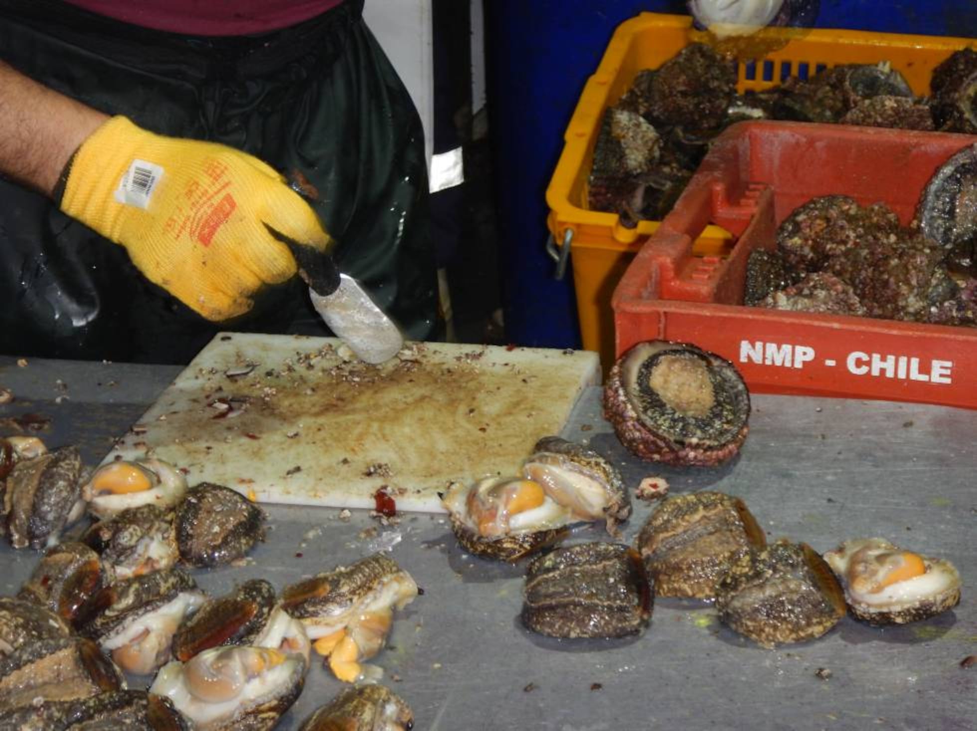 ¿Pescado de comercio justo? | Alterconsumismo | Planeta Futuro | EL PAÍS