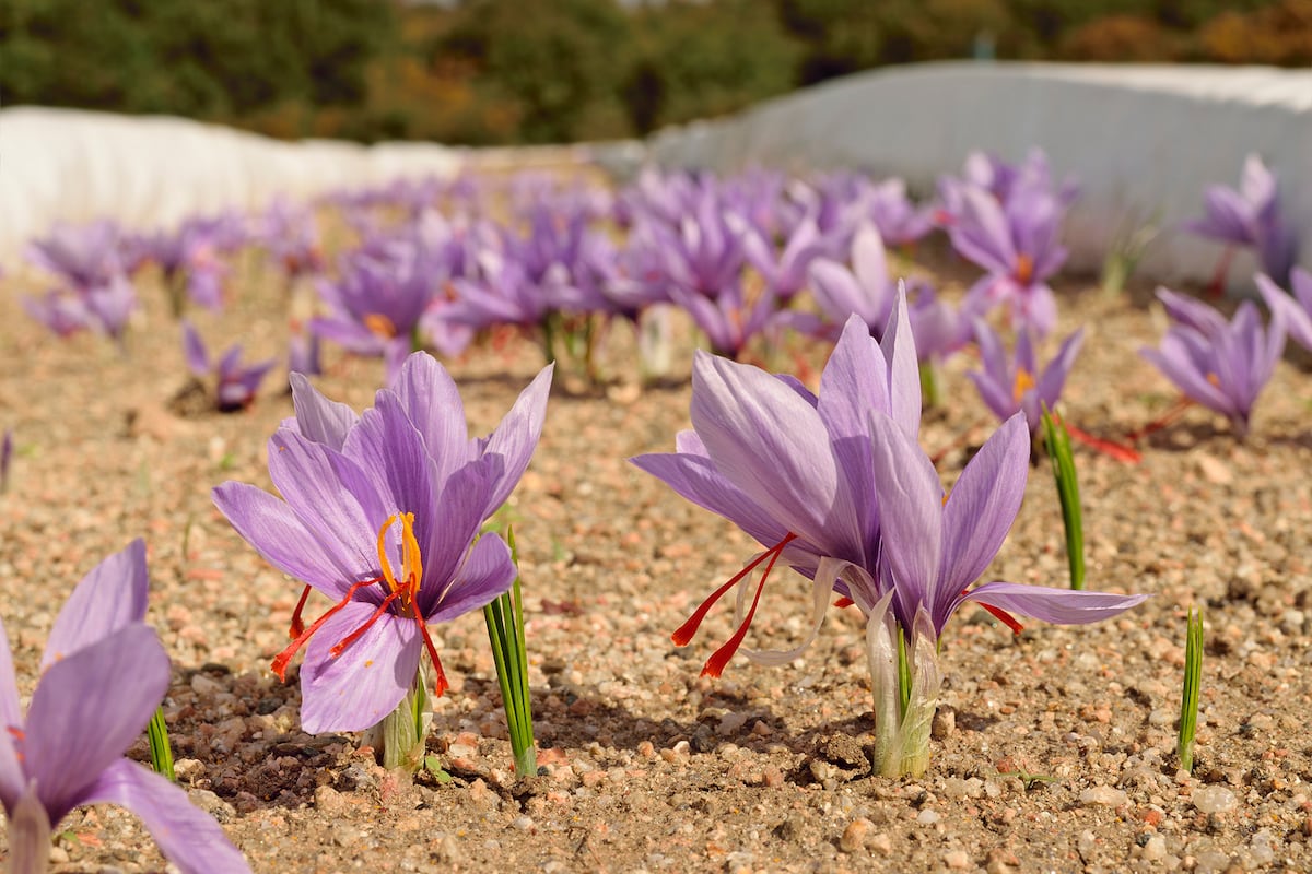 La ilusión del azafrán: el “oro rojo” se expande en Argentina | América ...