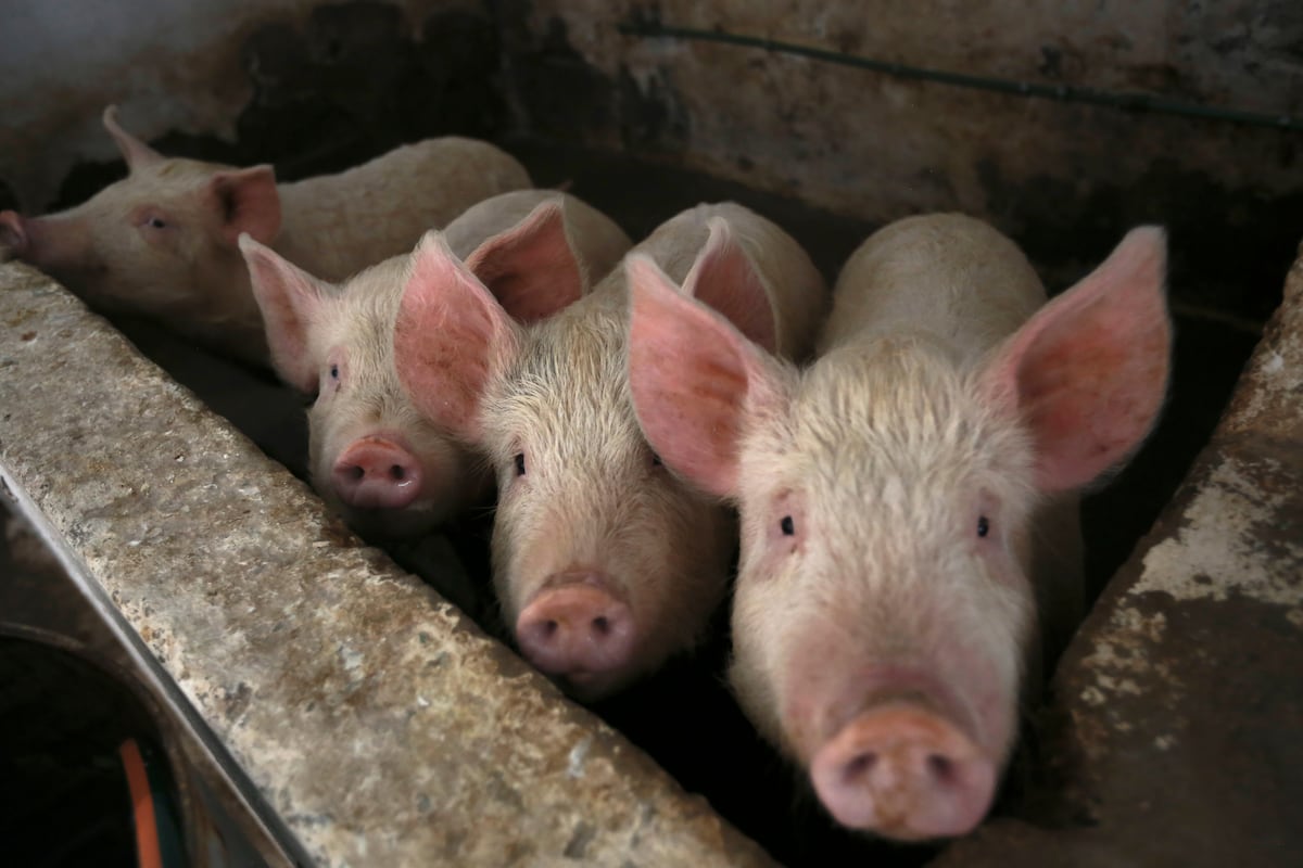 Por qué hay que dejar de comer animales para luchar contra el cambio ...