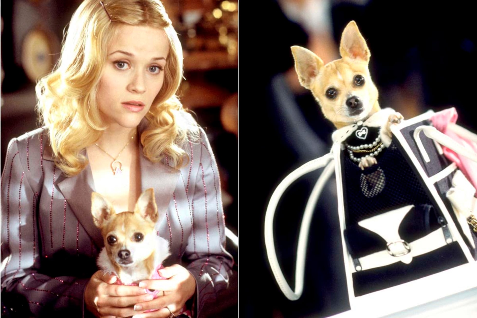 Pancho y otros perros que han hecho historia en el cine | Fotos ...