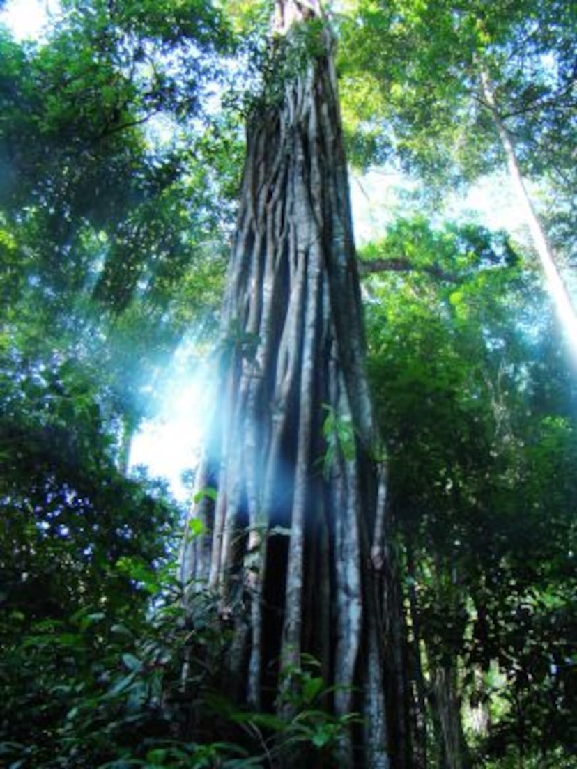 La mitad de las especies de árboles del Amazonas, en peligro de ...