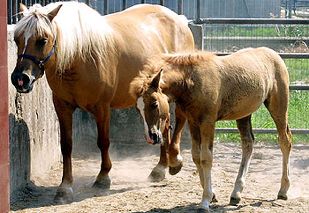 Primer caballo clonado | Sociedad | EL PAÍS