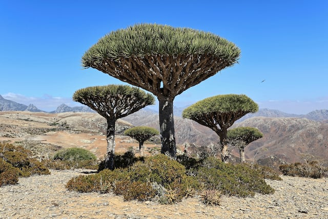 Power vacuum in Yemen threatens biodiversity of the one-of-a-kind ...