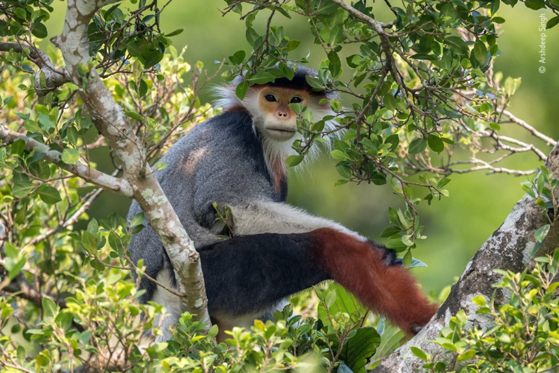 Las fotografías finalistas del ‘Wildlife Photographer of the Year ...
