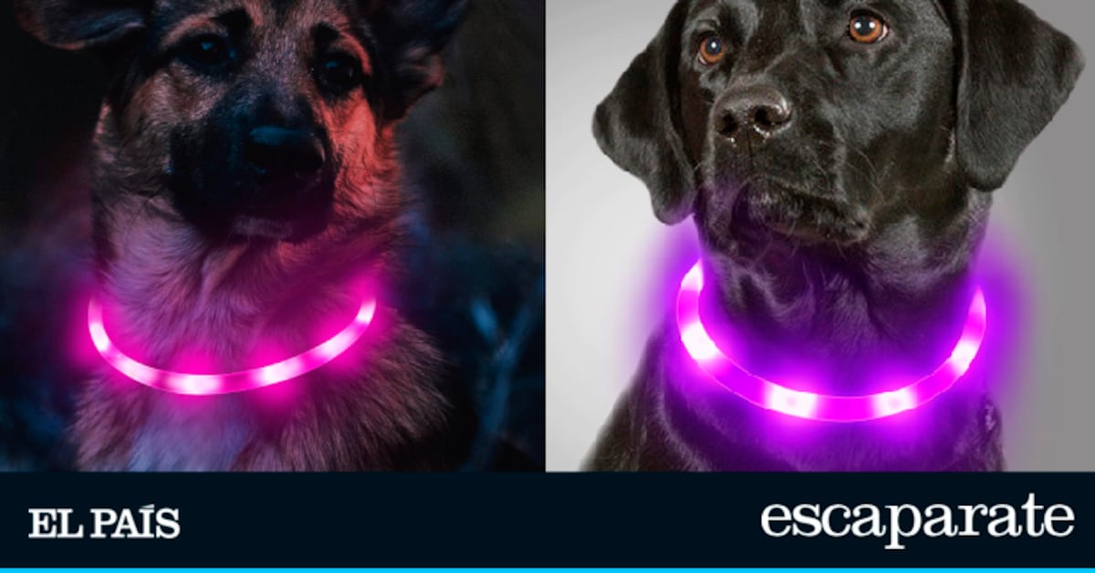 Los mejores collares luminosos para perros | Comparativas | Escaparate ...