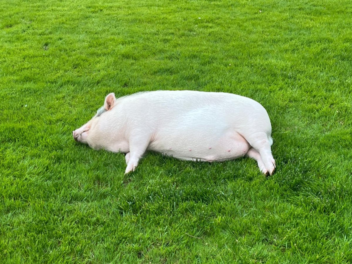 Gordi, el cerdo de Eugenia Martínez de Irujo que vive en el Palacio de ...