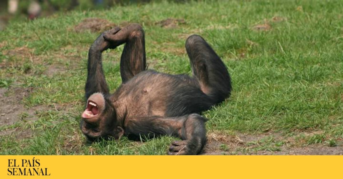 ¿De qué se ríen los monos bonobos? | EL PAÍS Semanal | EL PAÍS