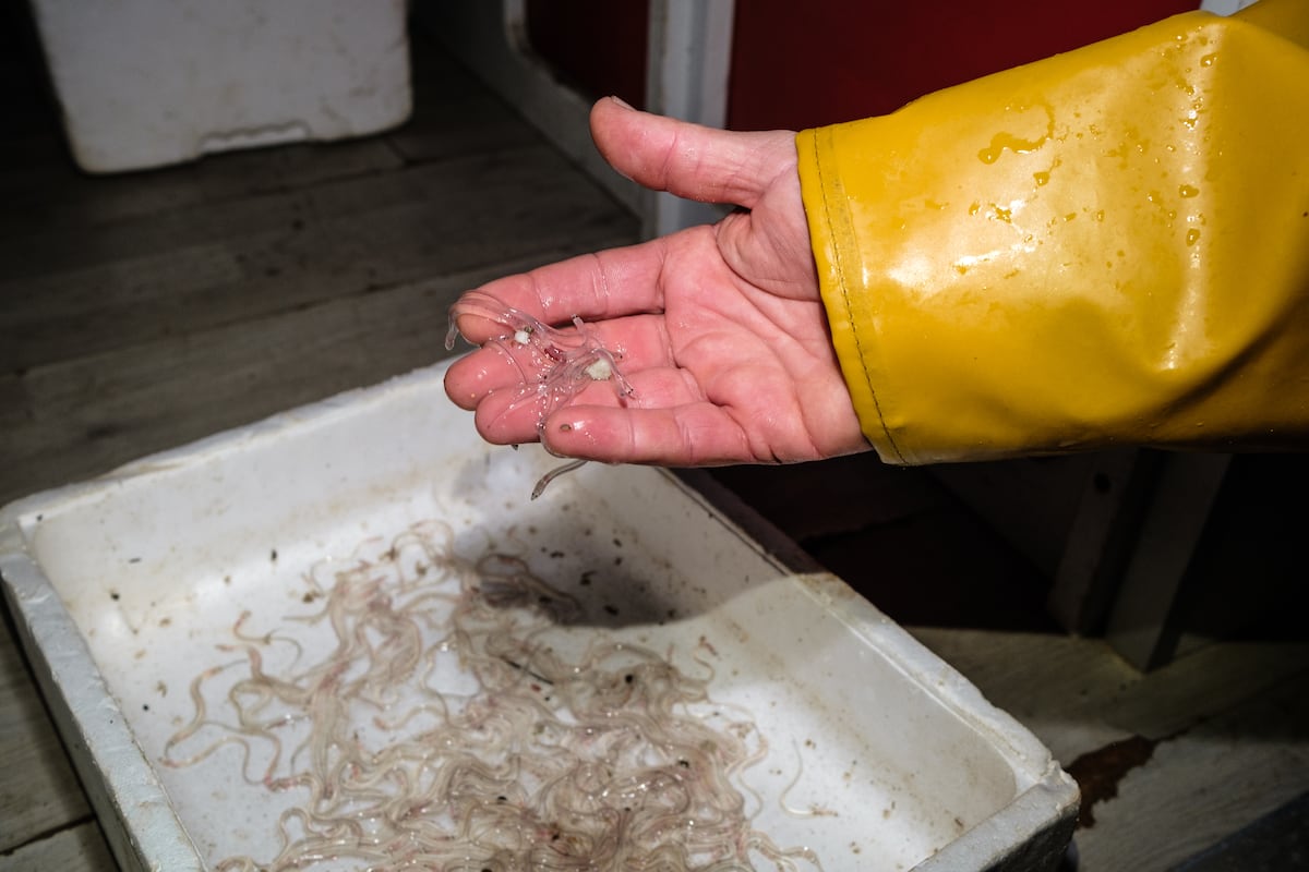 Polémica con las angulas: cocineros que rechazan su consumo y ...