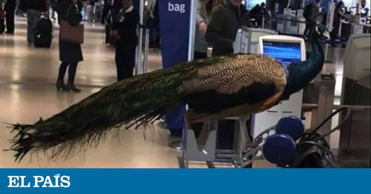 Deniegan la entrada a bordo de un avión a un pavo real | Vídeos | EL PAÍS
