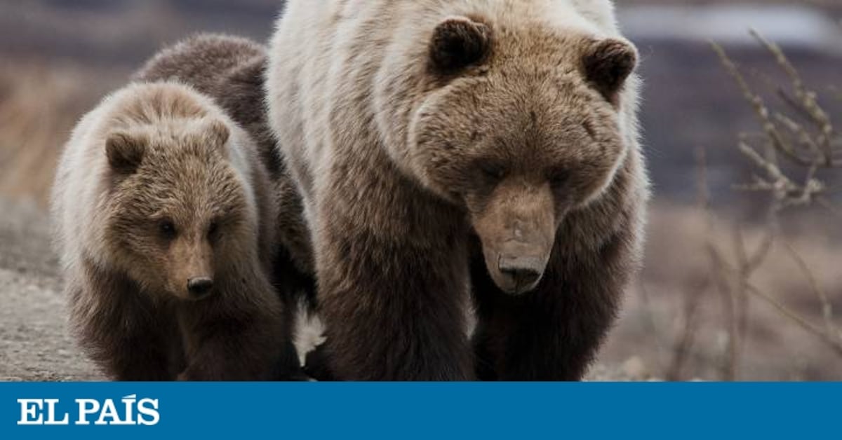 Lecciones de un oso | Ciencia | EL PAÍS