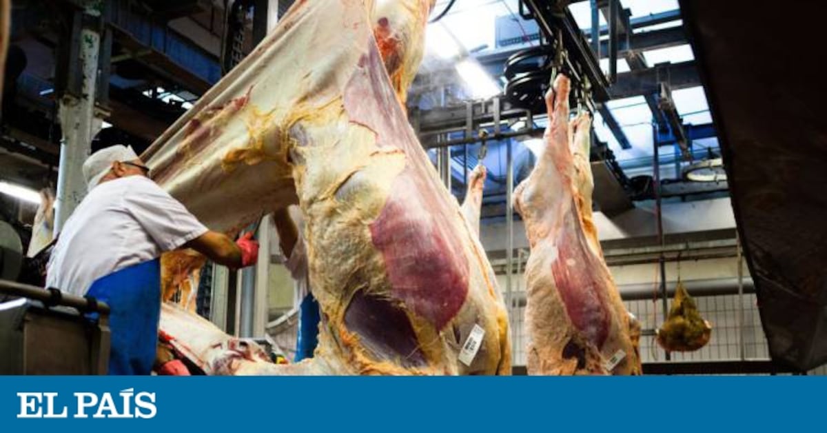 El animalismo pone coto a los rituales halal y ‘kosher’ en Europa ...