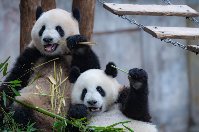 Why pandas don’t eat meat: Bamboo molecules shed light on origins of ...