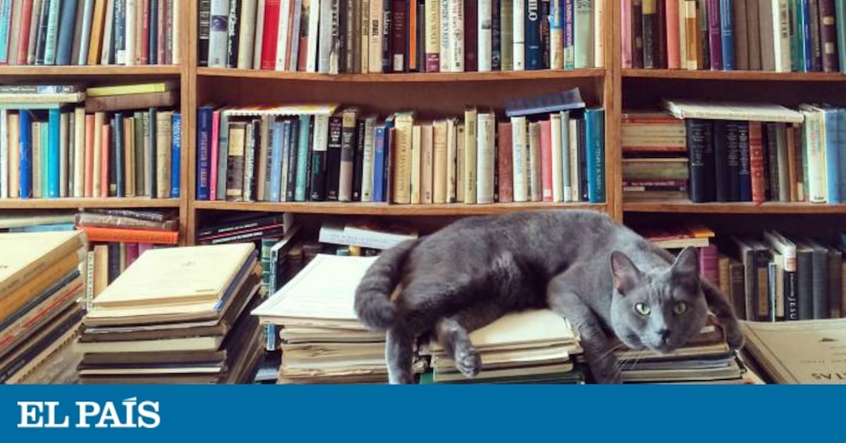 Cinco libros sobre gatos a los que no me pude resistir | Animales y CIA ...
