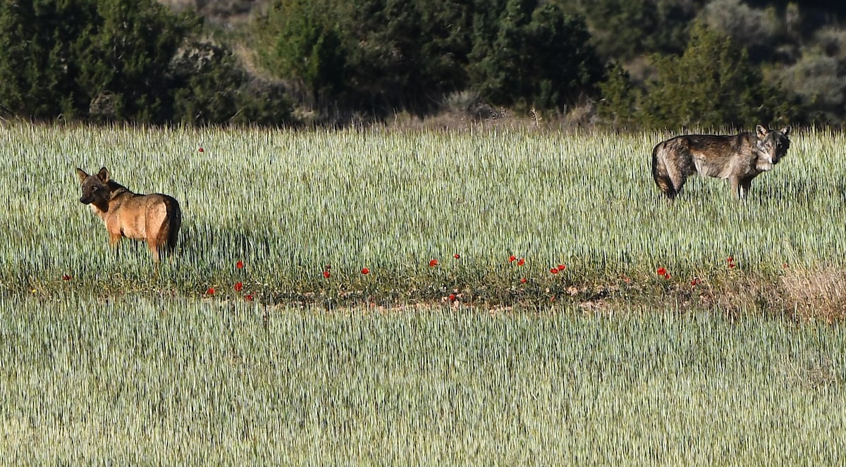 Lobos: La única pareja conocida de loba ibérica con lobo italiano vive ...