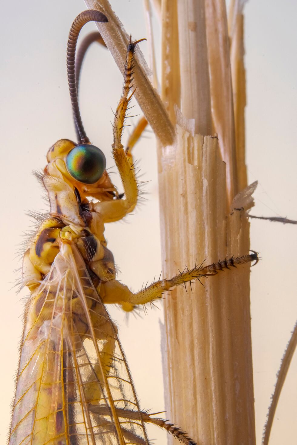 Insects: Essential but endangered creatures | Science | EL PAÍS English