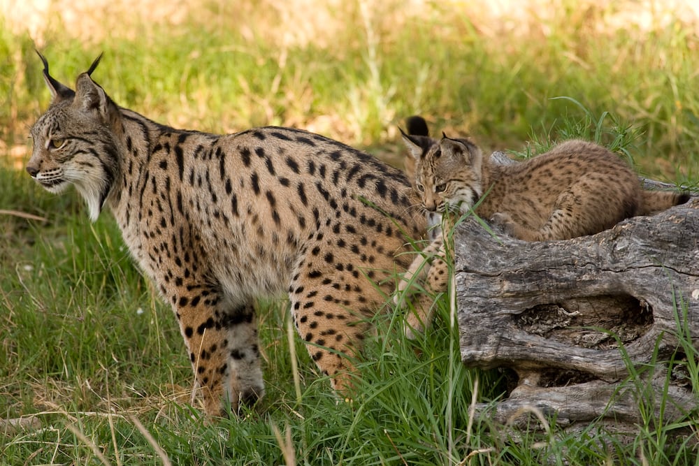 The Iberian lynx rebounds in a milestone for conservation in Europe ...