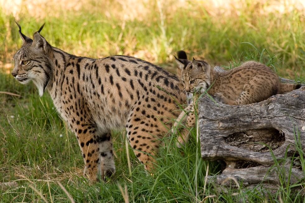The Iberian lynx rebounds in a milestone for conservation in Europe ...