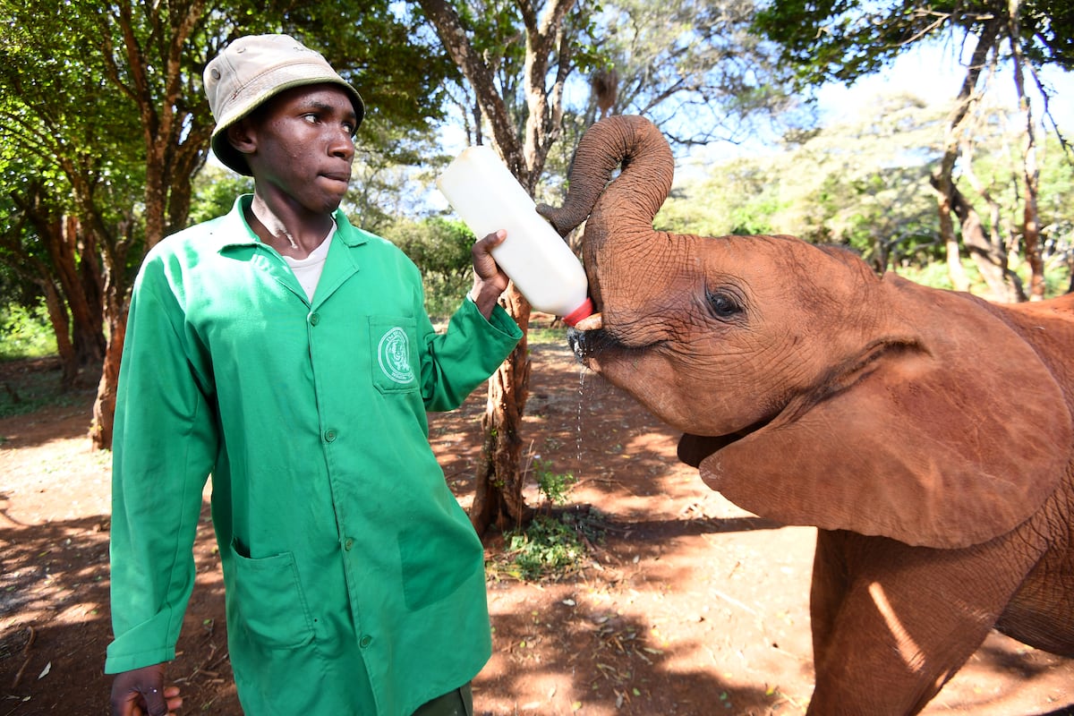 The couple who cared for orphaned baby elephants in Kenya | EPS | EL ...