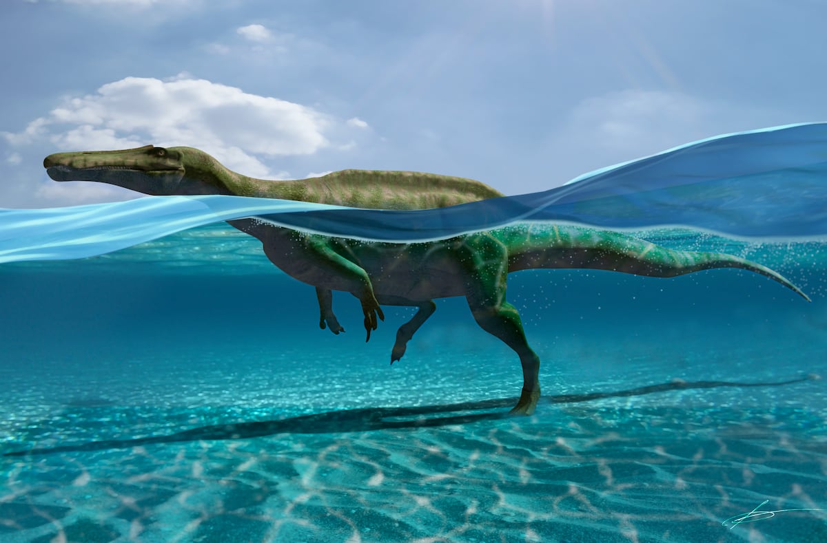 Footprints of swimming dinosaurs discovered in La Rioja, Spain ...