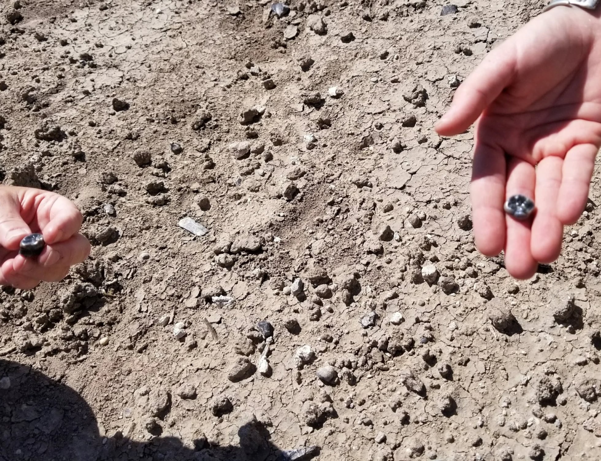 Researchers announces the discovery of a new species linked to the ...