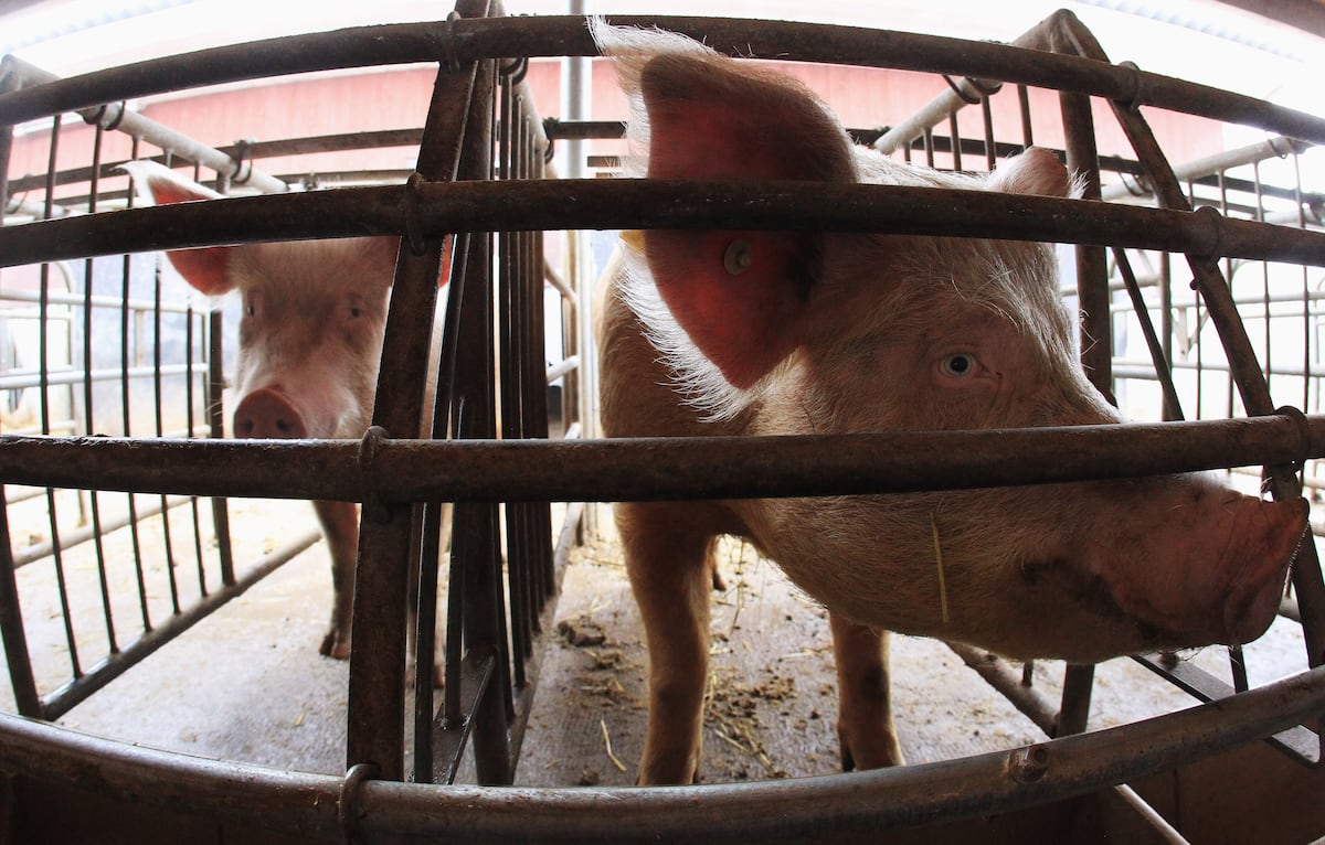 Organ donation: An experiment ‘resurrects’ the organs of dead pigs with ...