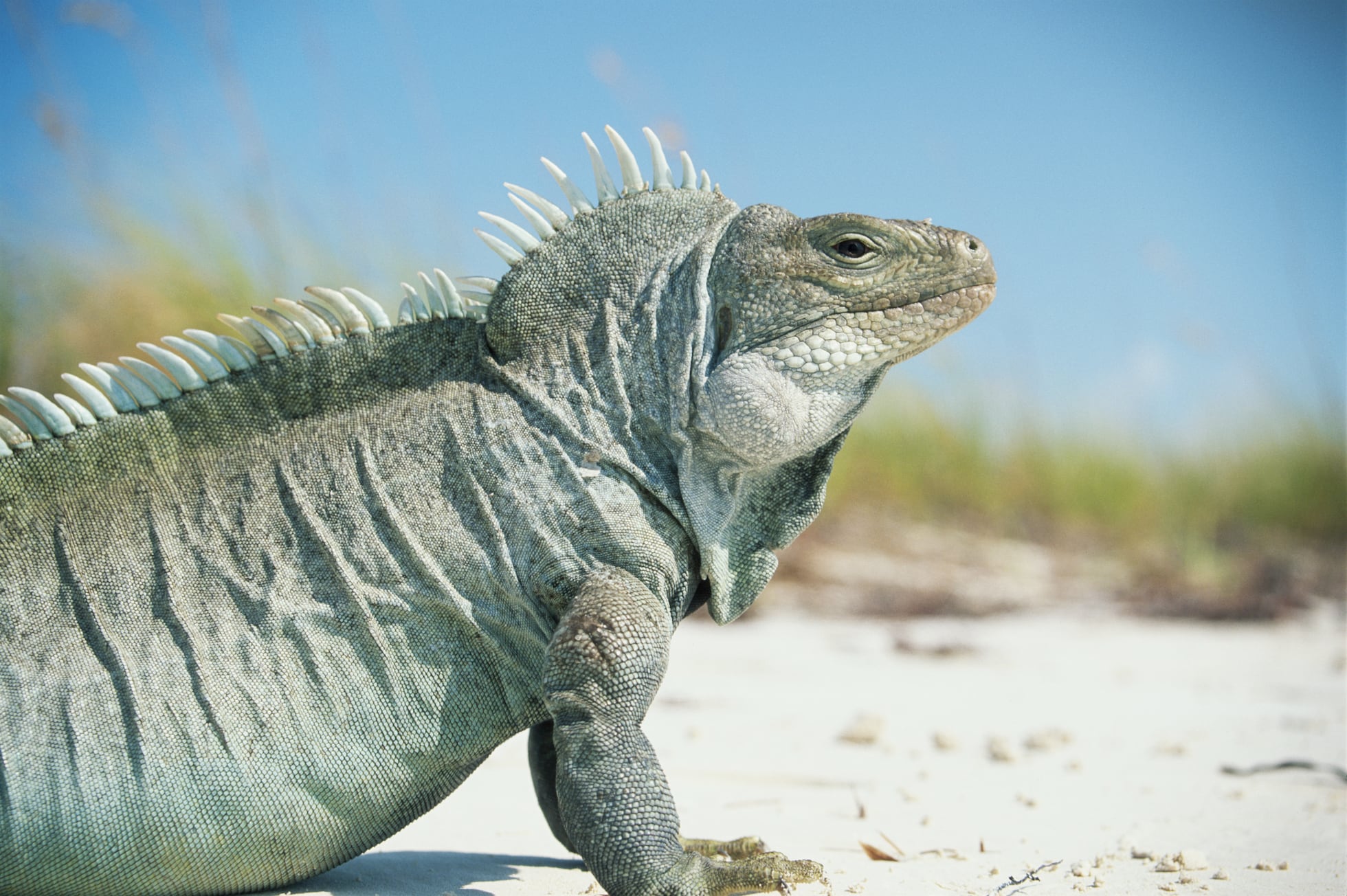 Islas Turcas y Caicos: así es el paraíso en la tierra | Guía El Viajero ...