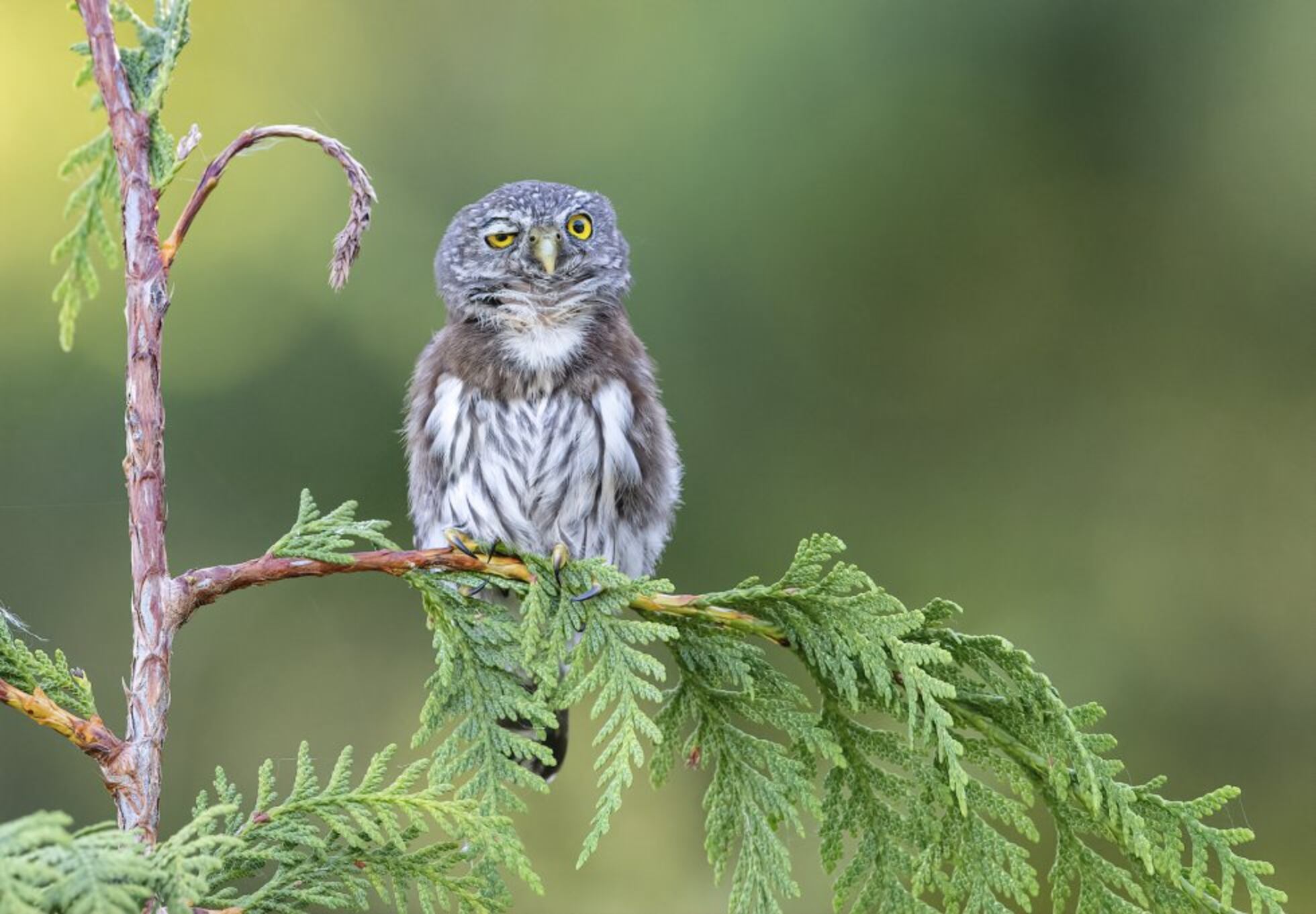 Ciervos que se hacen burla y otros animales de mucha risa | Fotos | Los ...