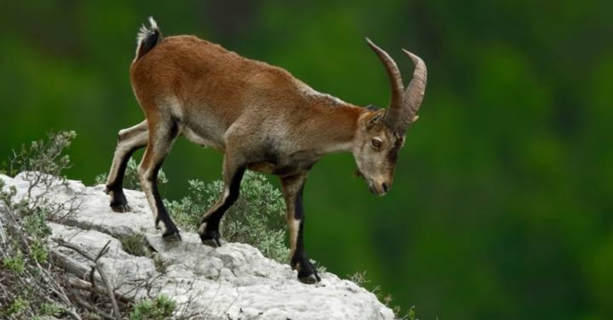 La població de cabres hispàniques salvatges al Montgrí passa de 6 a 250 ...