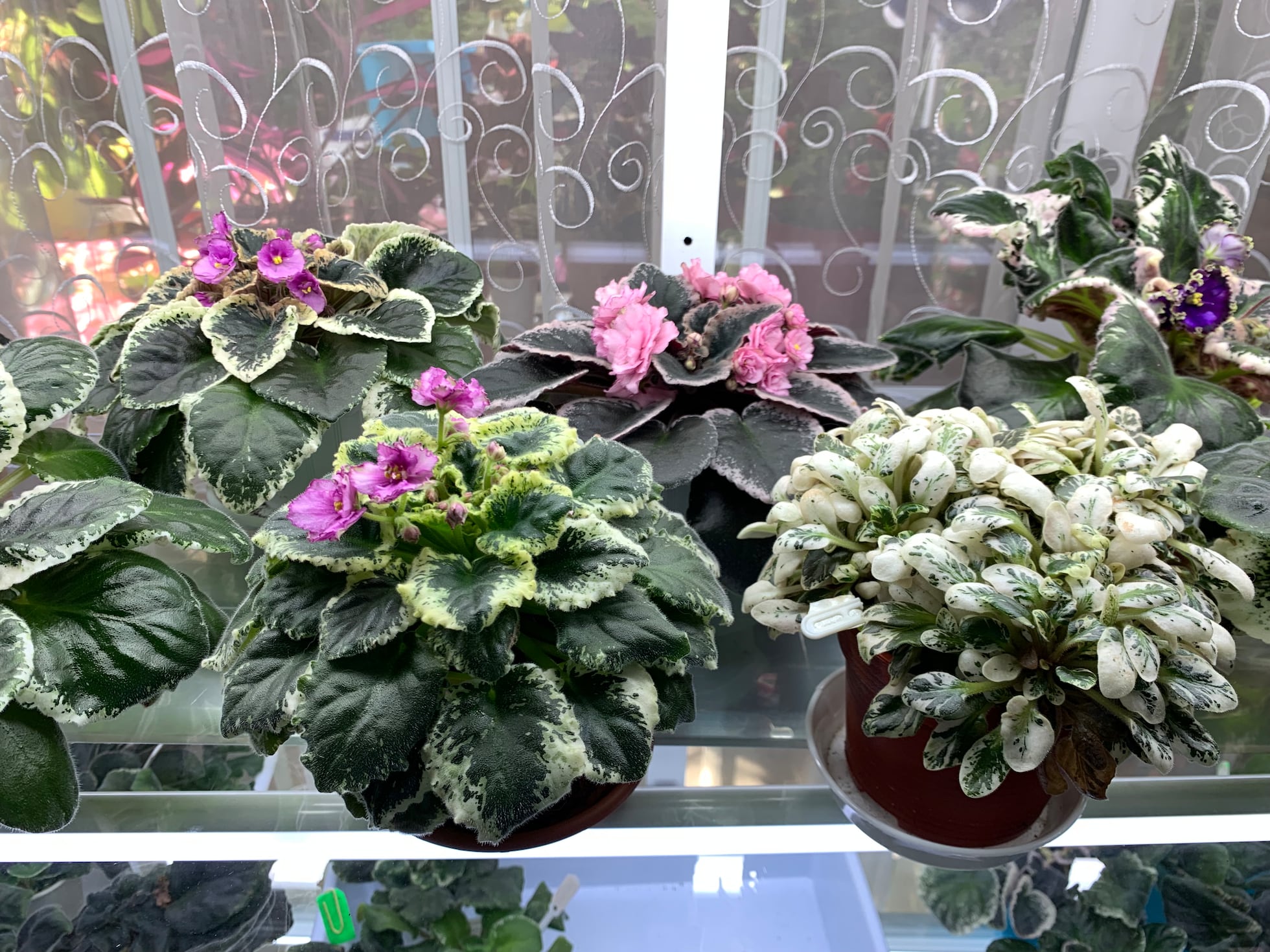 La violeta africana: así se cuida la planta que daba color al interior ...