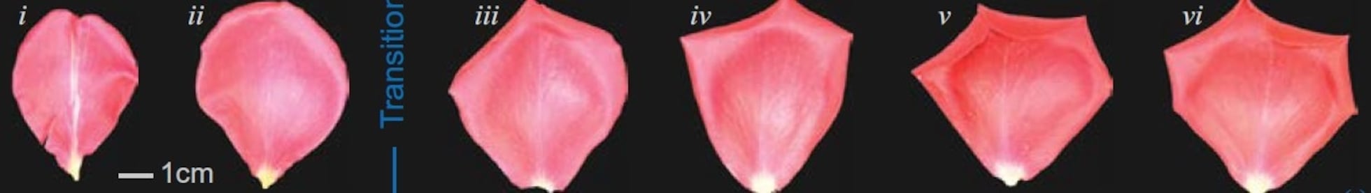 Mathematics discovers that rose petals are found to contain a unique ...