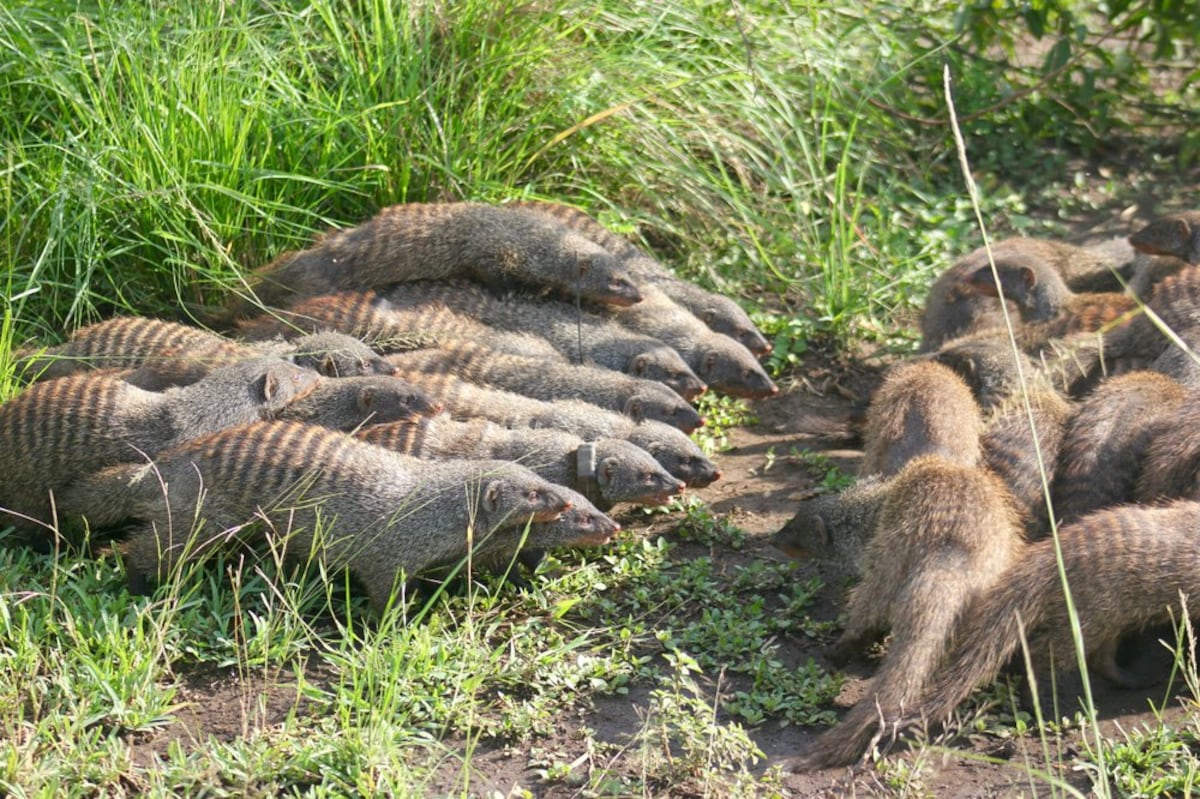 Mongoose intergroup warfare is very similar to human conflicts ...