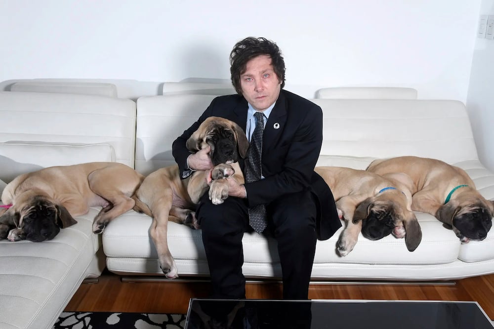 The mystery of Milei’s cloned dogs: Argentina wonders if there are four ...