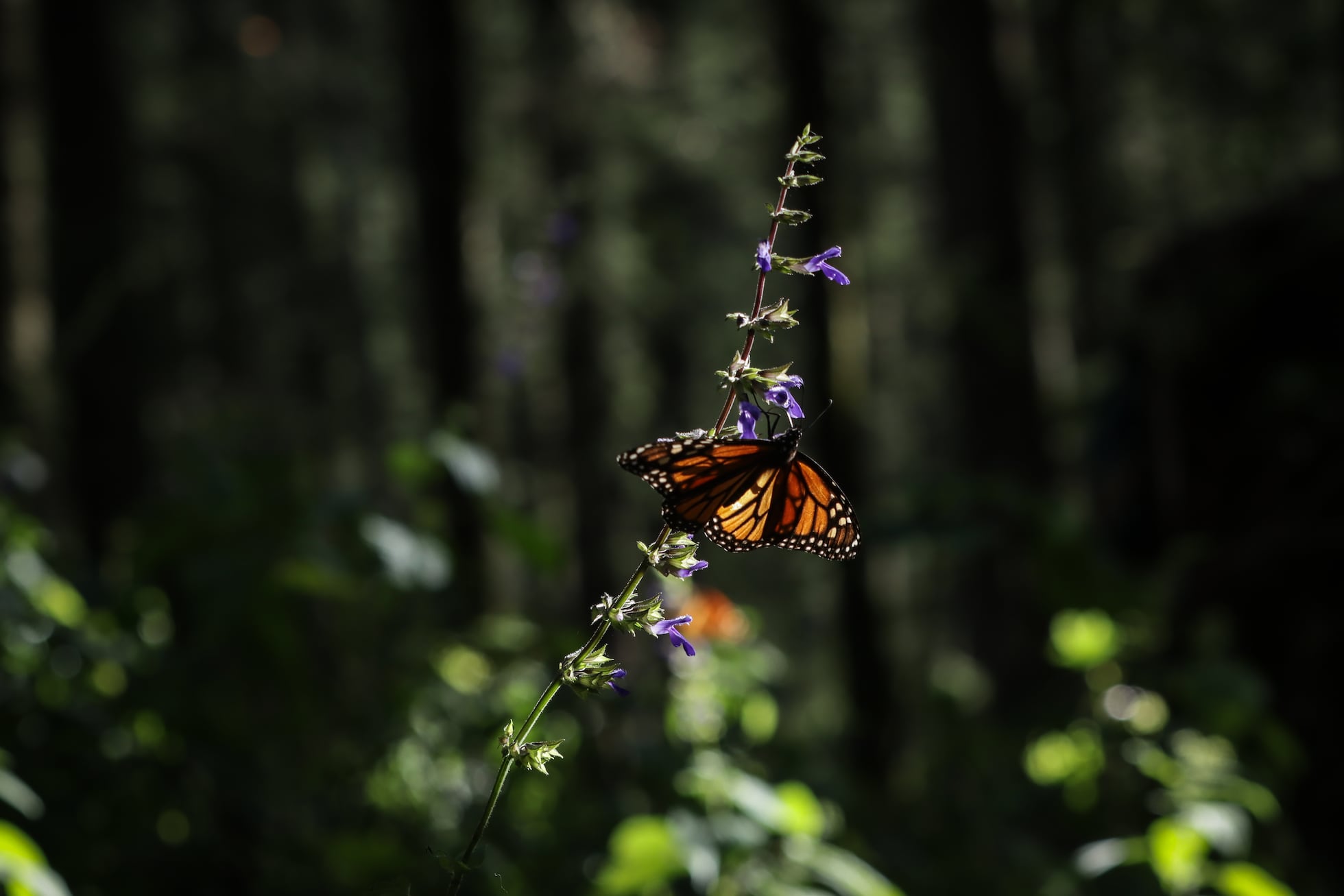 Cinco años sin justicia para el activista Homero Gómez | Fotos | EL ...