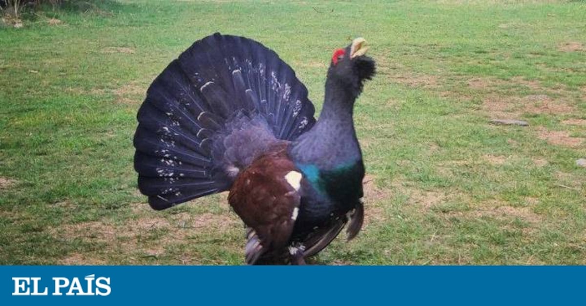 Mor un gall fer, espècie amenaçada, després de ser assetjat per ...