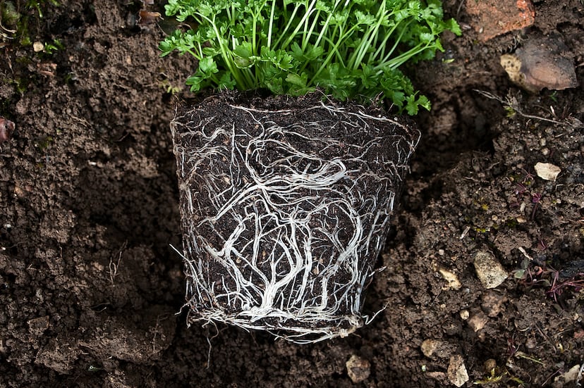 Las raíces de las plantas, esas grandes olvidadas | Estilo de vida | EL ...