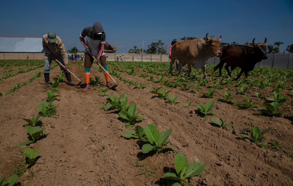 Cuba tobacco farmers recuperate after ruinous Hurricane Ian ...