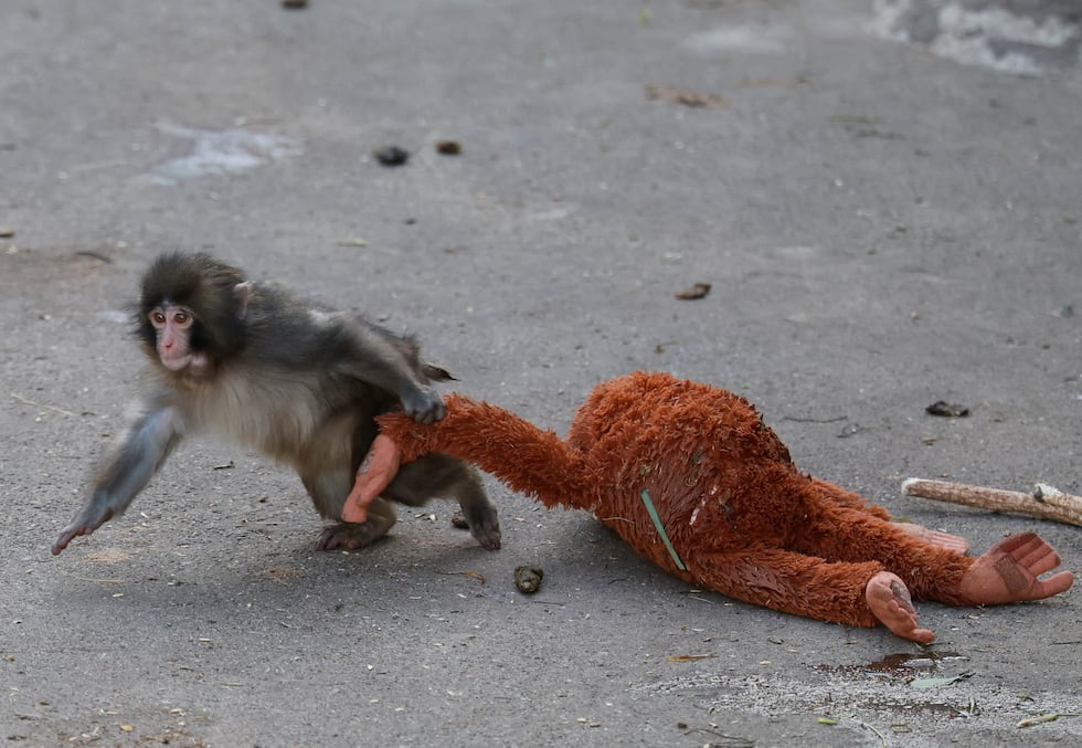 Los animalistas de PETA piden trasladar al macaco viral ‘Punch’ a un ...
