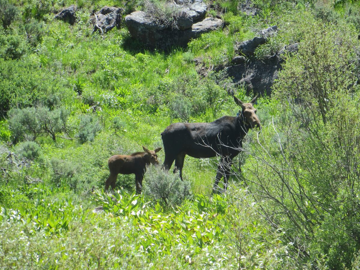 Nevada’s first big-game moose hunt will be tiny as unusual southern ...
