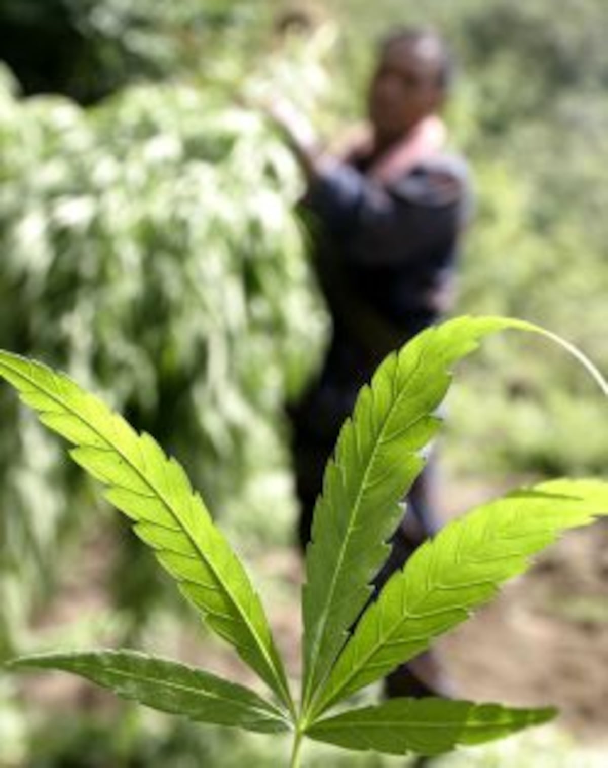 Los inspectores de Hacienda piden legalizar la marihuana y la ...